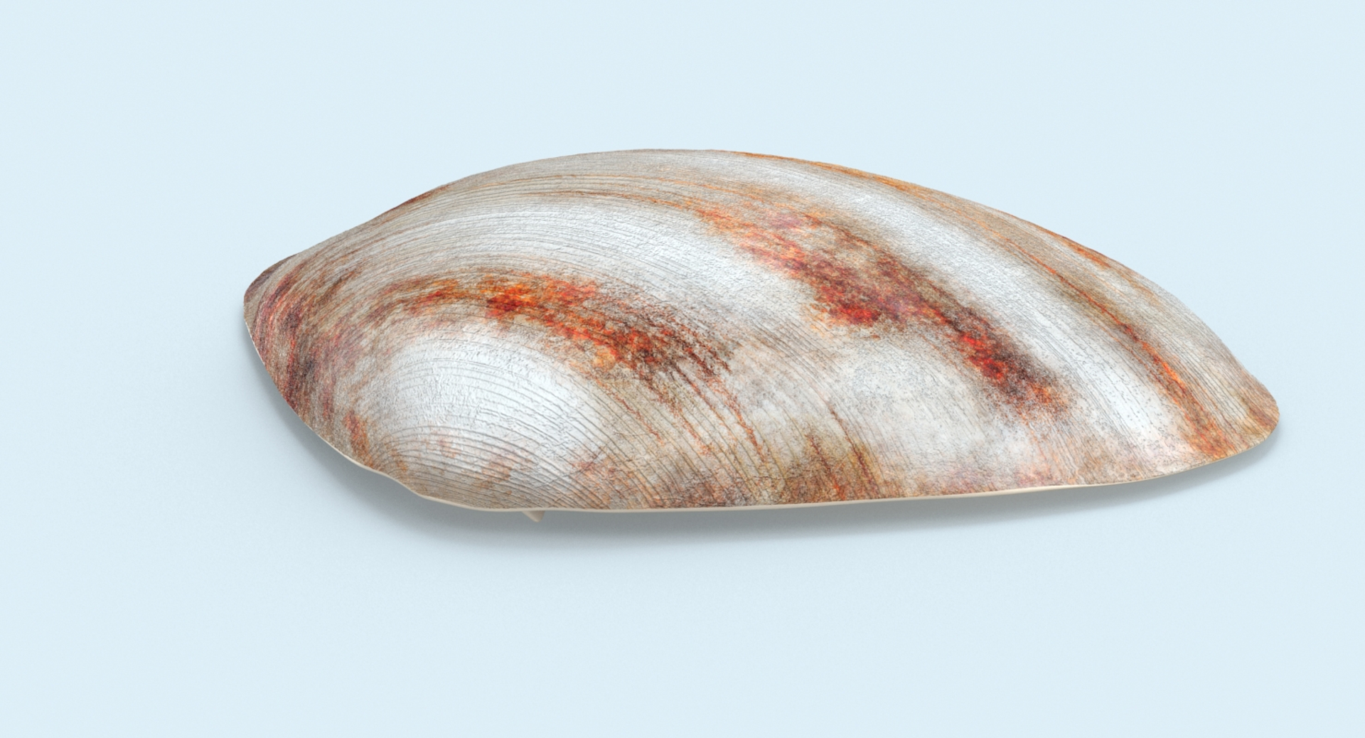 Clam-shells---shell-01 3D Model - TurboSquid 1155448