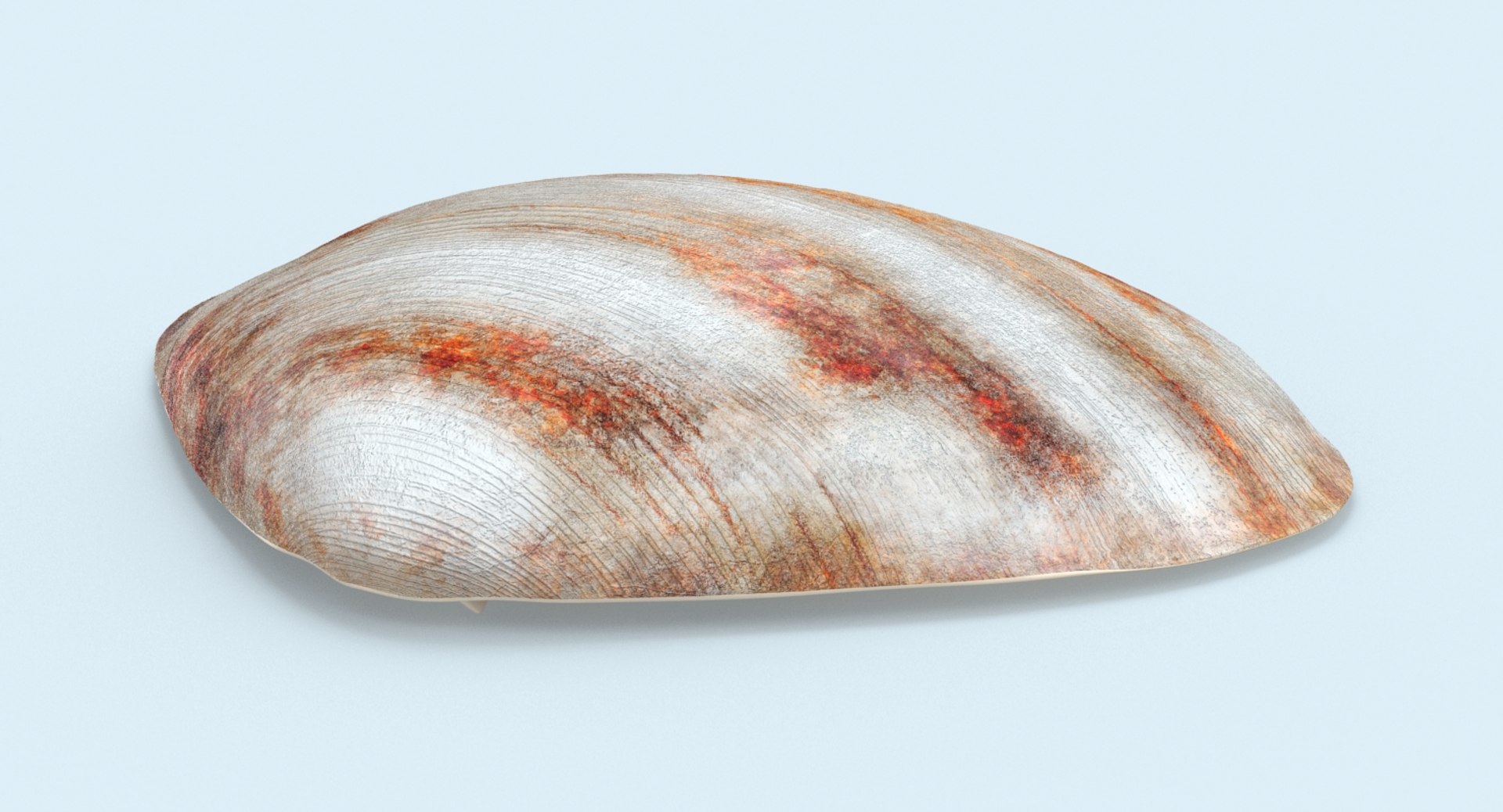 Clam-shells---shell-01 3D Model - TurboSquid 1155448