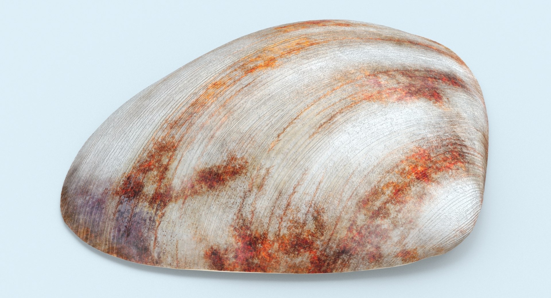 Clam-shells---shell-01 3D Model - TurboSquid 1155448