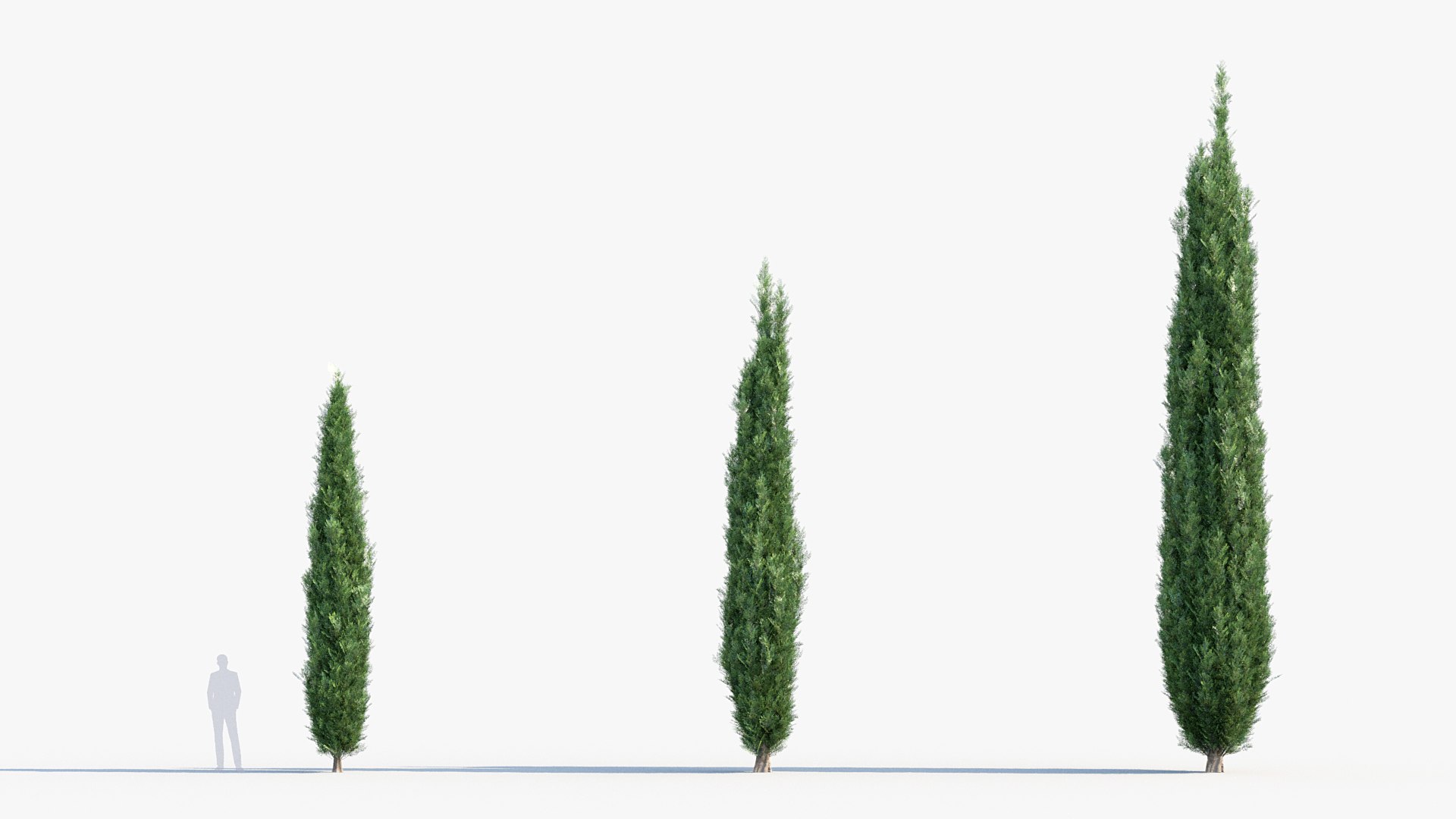 3D Model Cupressus Sempervirens Italian Cypress - TurboSquid 2048855