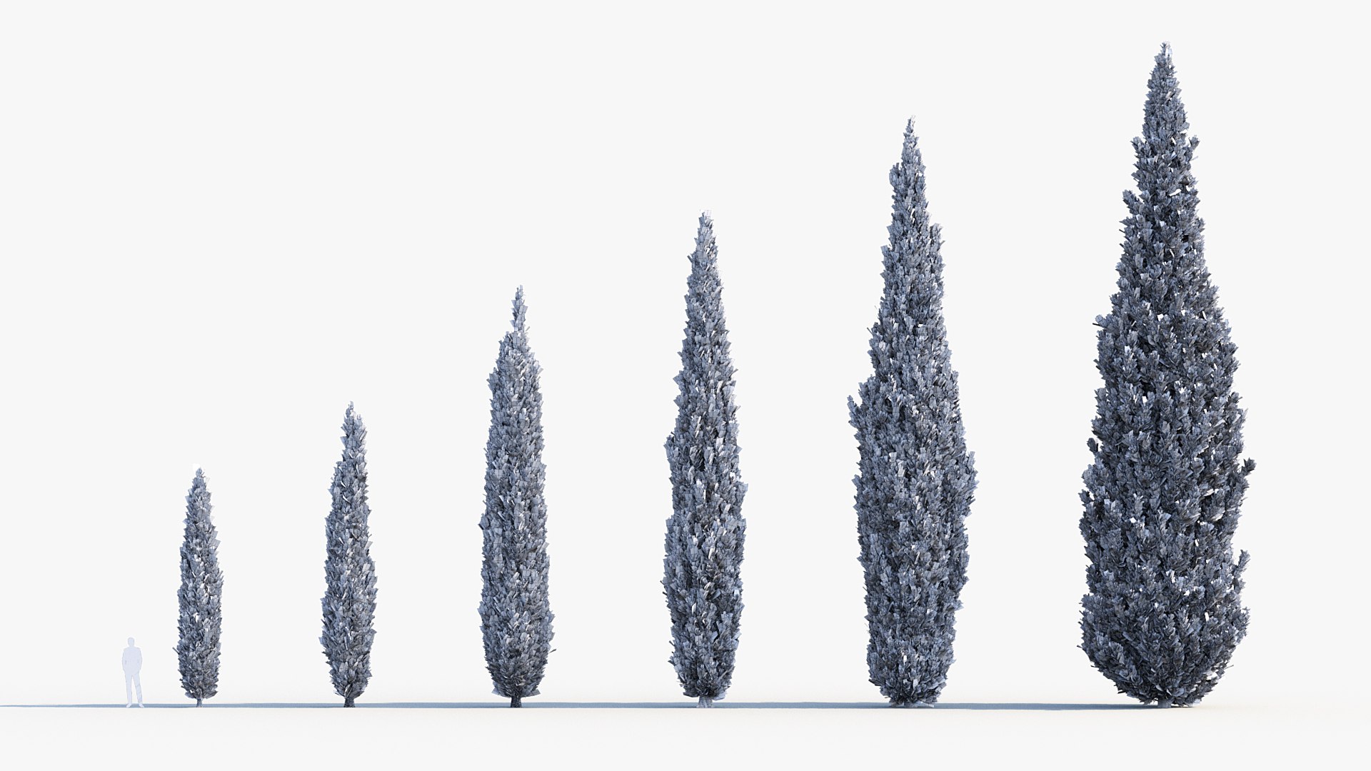 3D Model Cupressus Sempervirens Italian Cypress - TurboSquid 2048855