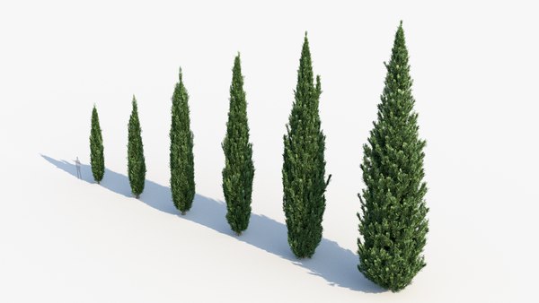 modelo 3d Cupressus sempervirens ciprés italiano - TurboSquid 2048855