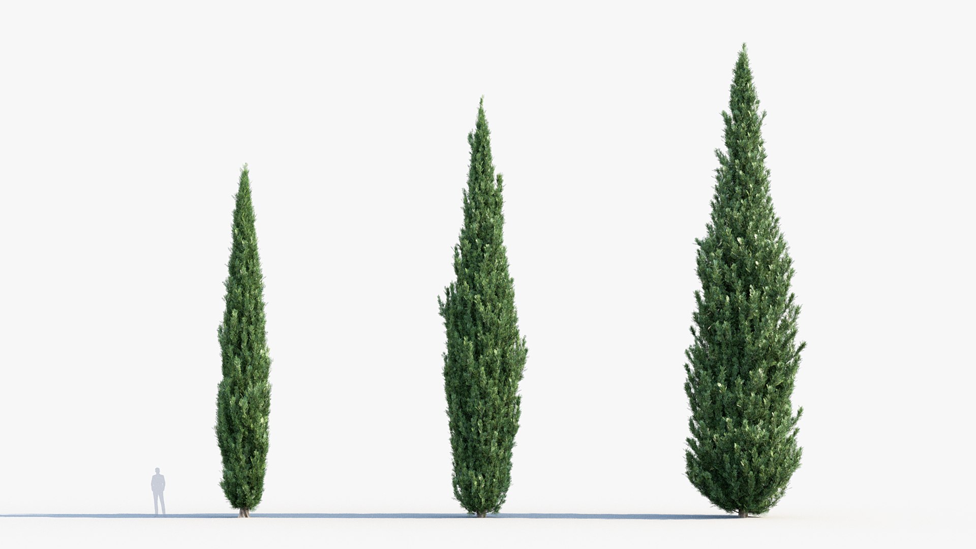 3D Model Cupressus Sempervirens Italian Cypress - TurboSquid 2048855