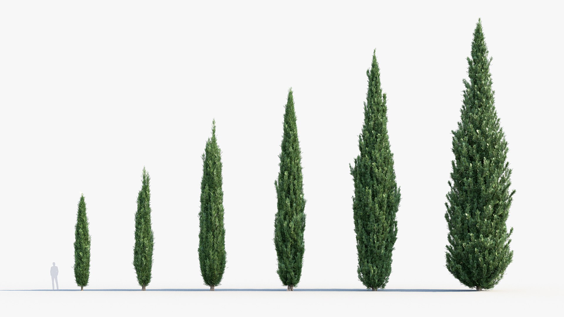 3D Model Cupressus Sempervirens Italian Cypress - TurboSquid 2048855