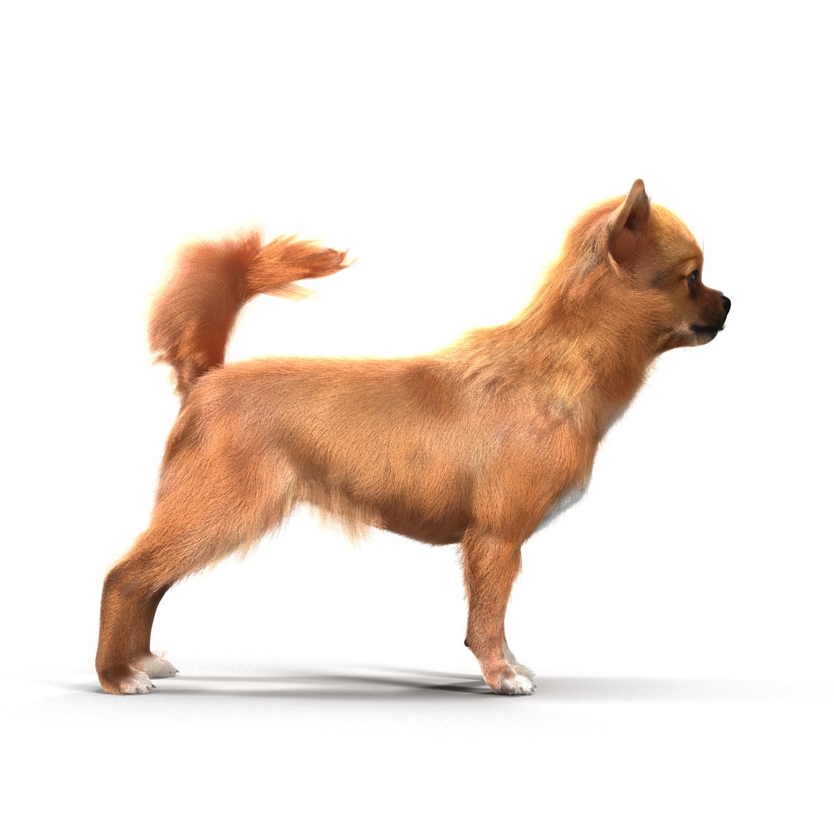 3D Dogs Rigged Collection 3 for Maya - TurboSquid 1899836