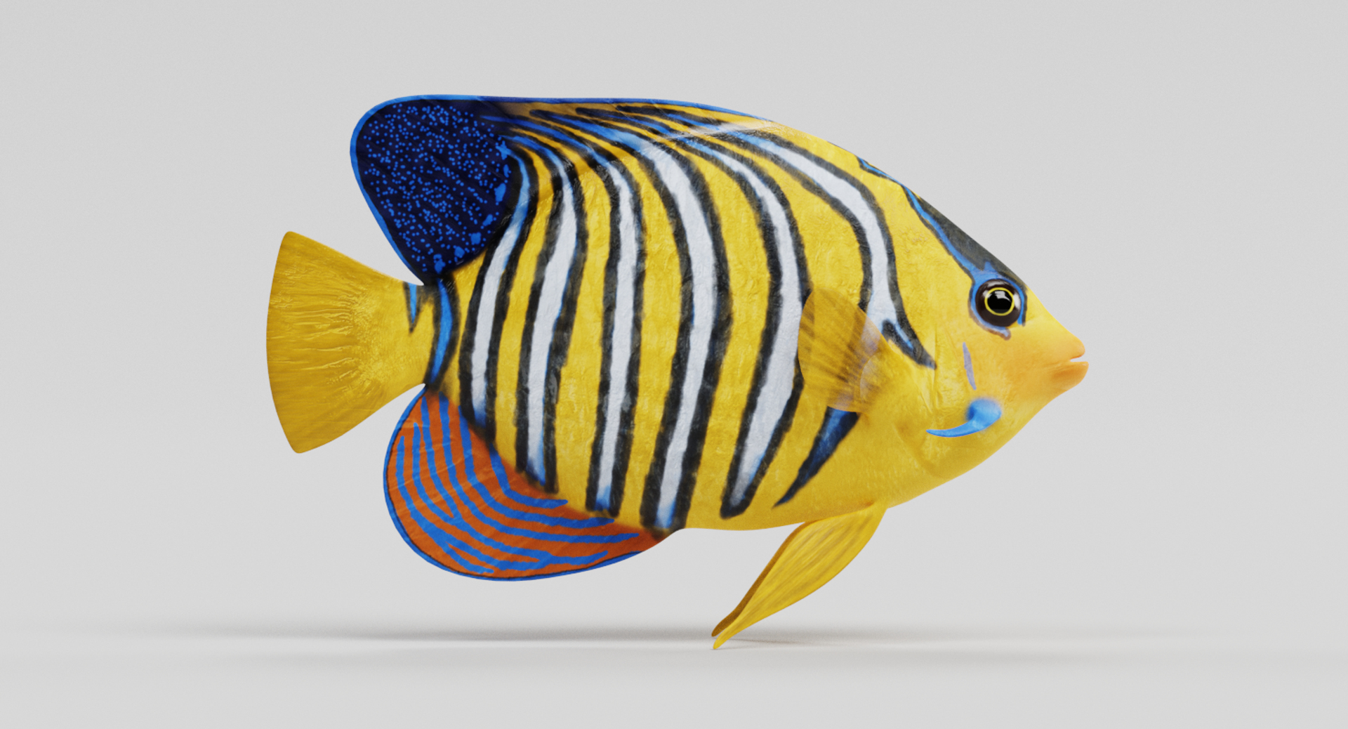 Royal Angelfish