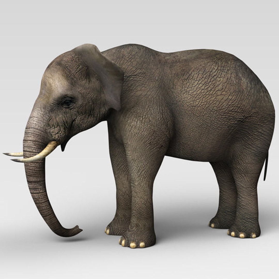 3D Elephant Indian Model - TurboSquid 1406164