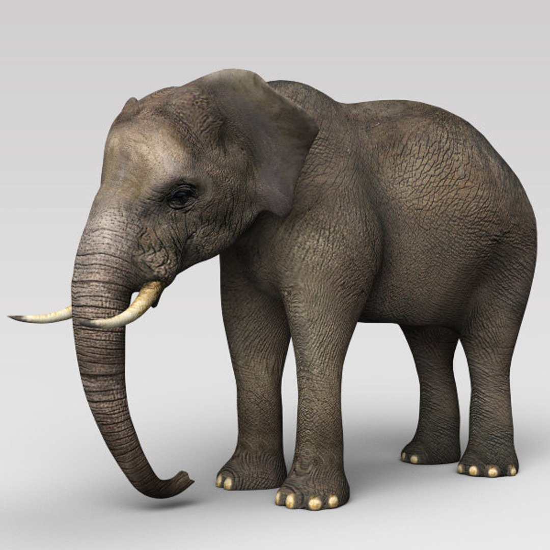 3D Elephant Indian Model - TurboSquid 1406164