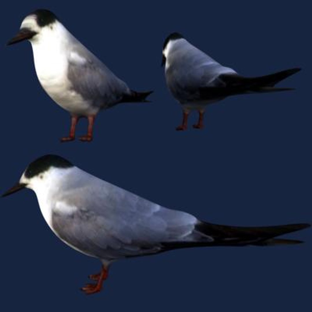 3dsmax bird