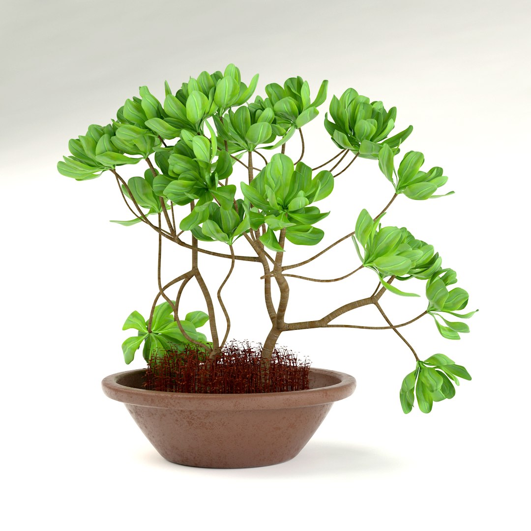 adenium 3d model