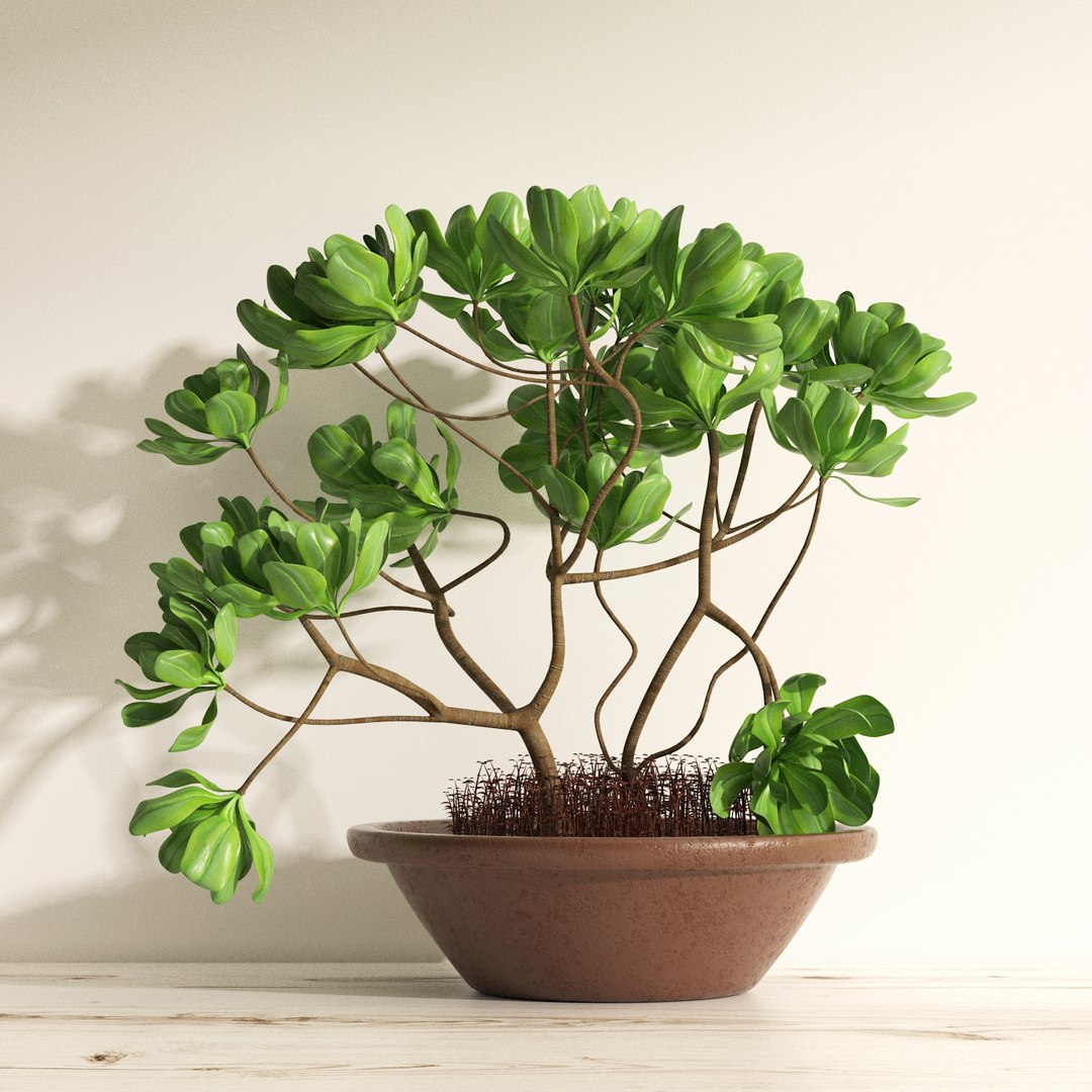 adenium 3d model
