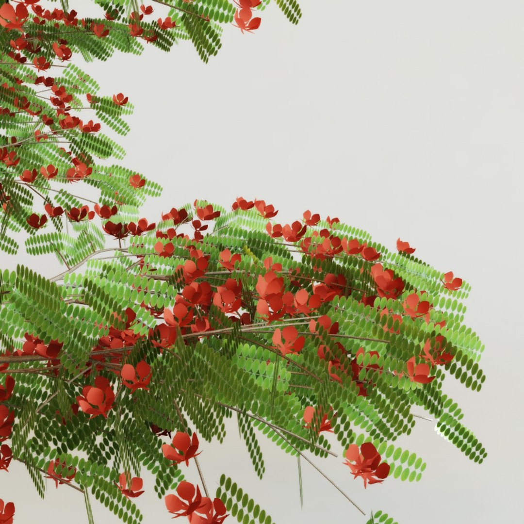 Delonix Regia 3d Model
