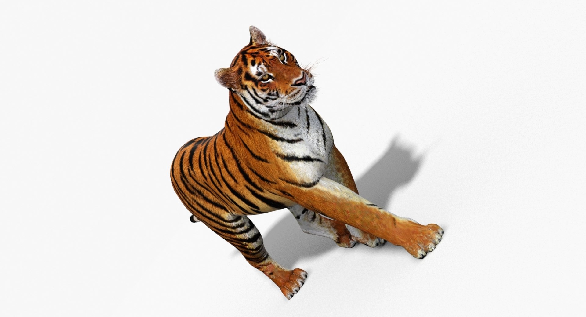 3D Tiger Animation - TurboSquid 1252636