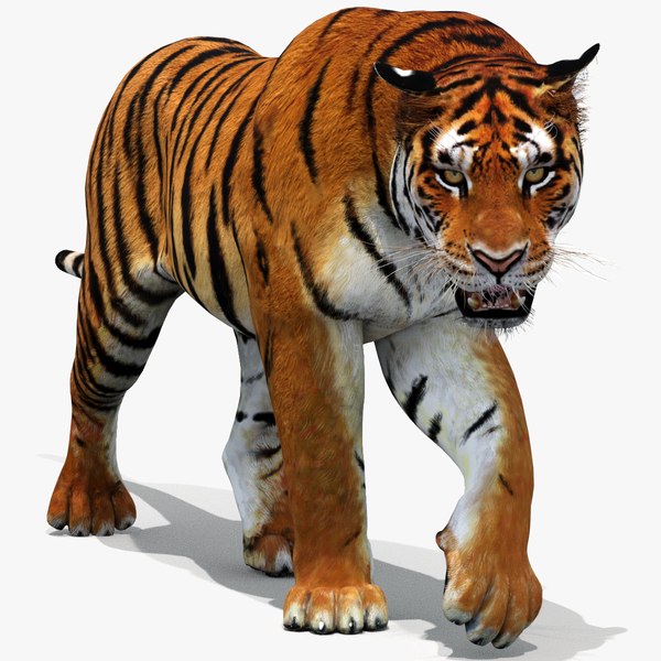 amur tiger 3d model