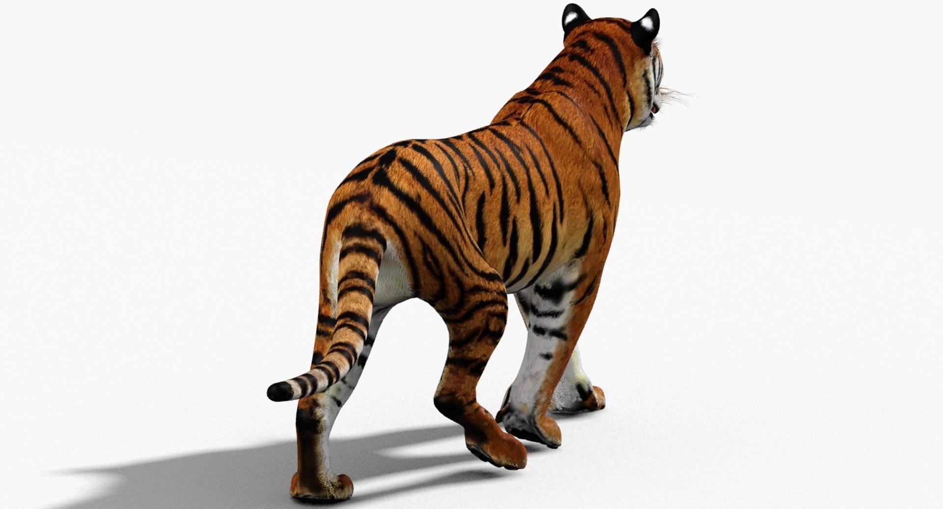 3D Tiger Animation - TurboSquid 1252636