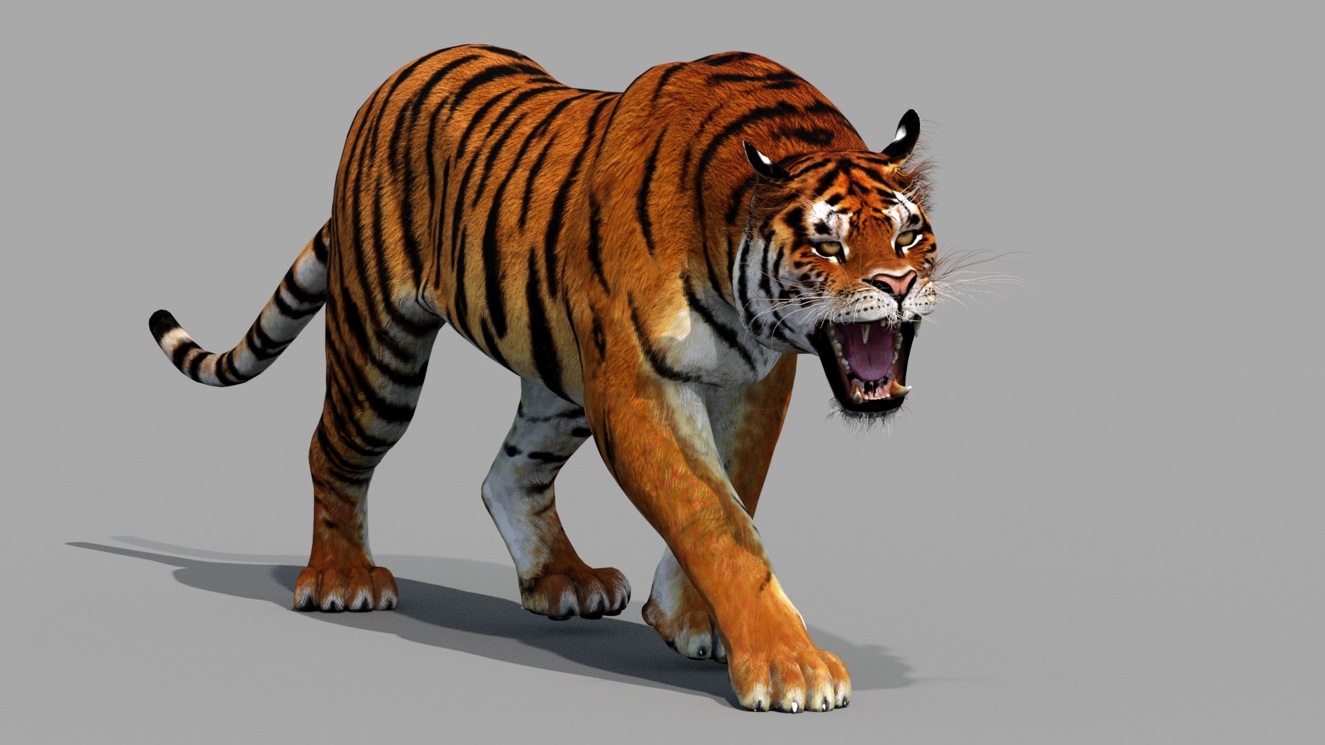 3D Tiger Animation - TurboSquid 1252636