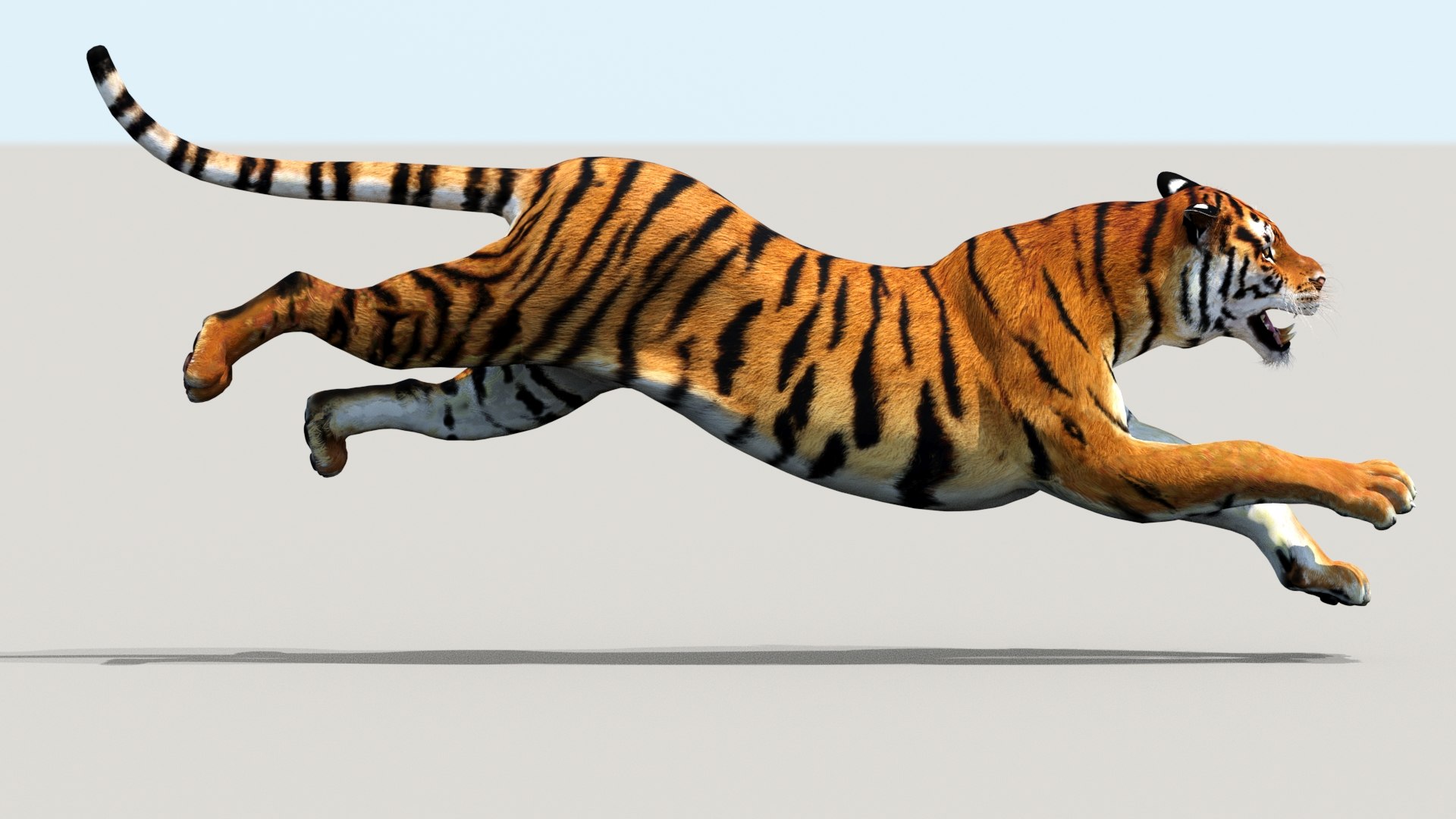 3D tiger animation - TurboSquid 1252636