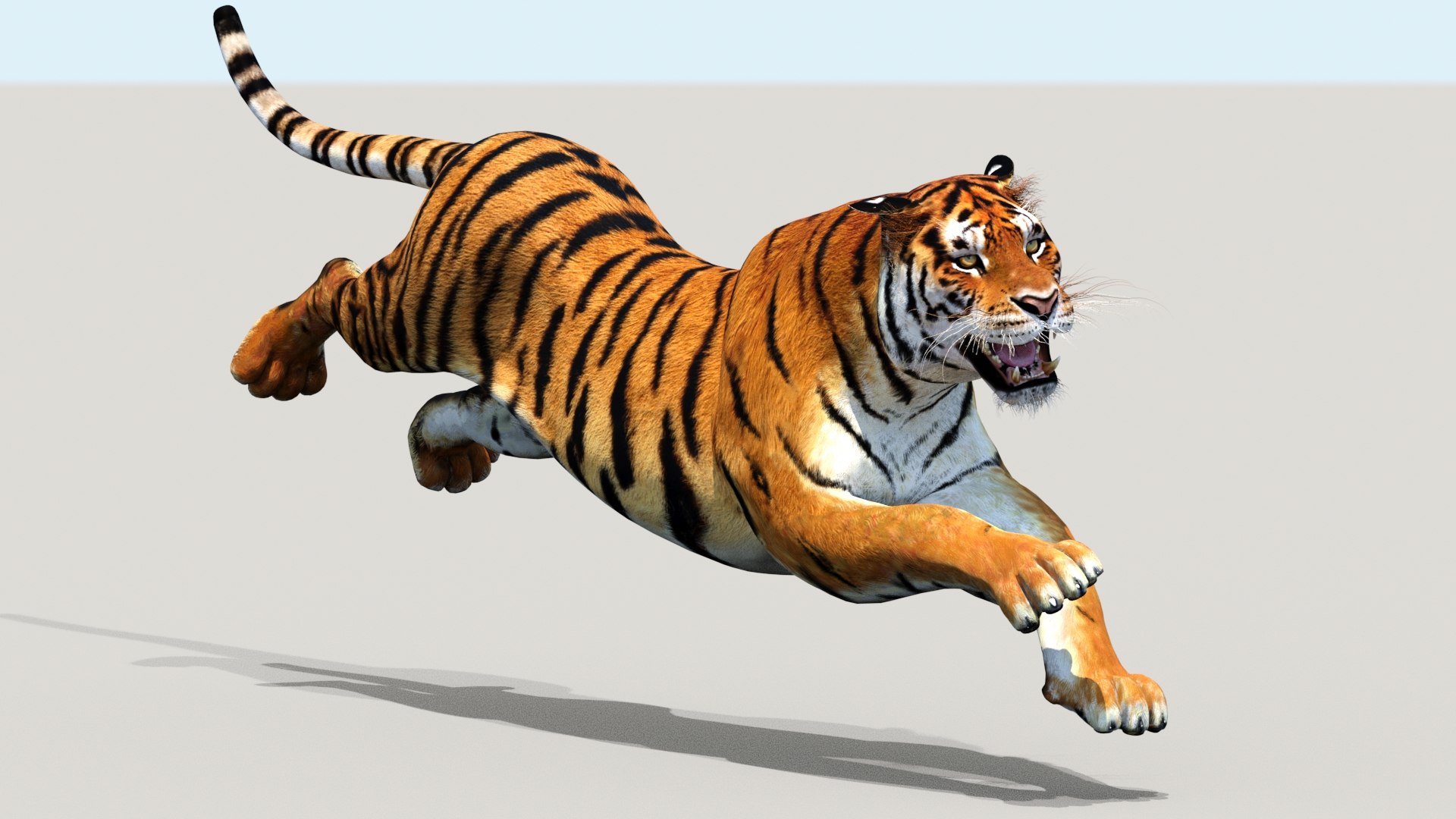 3D tiger animation - TurboSquid 1252636