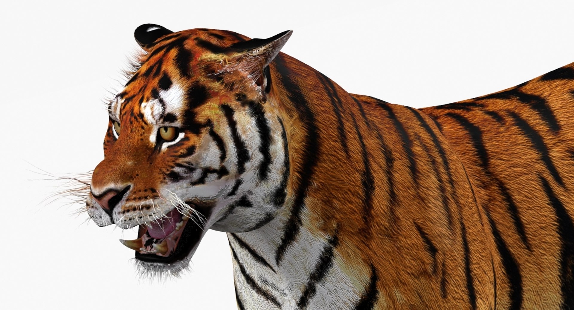 3D Tiger Animation - TurboSquid 1252636