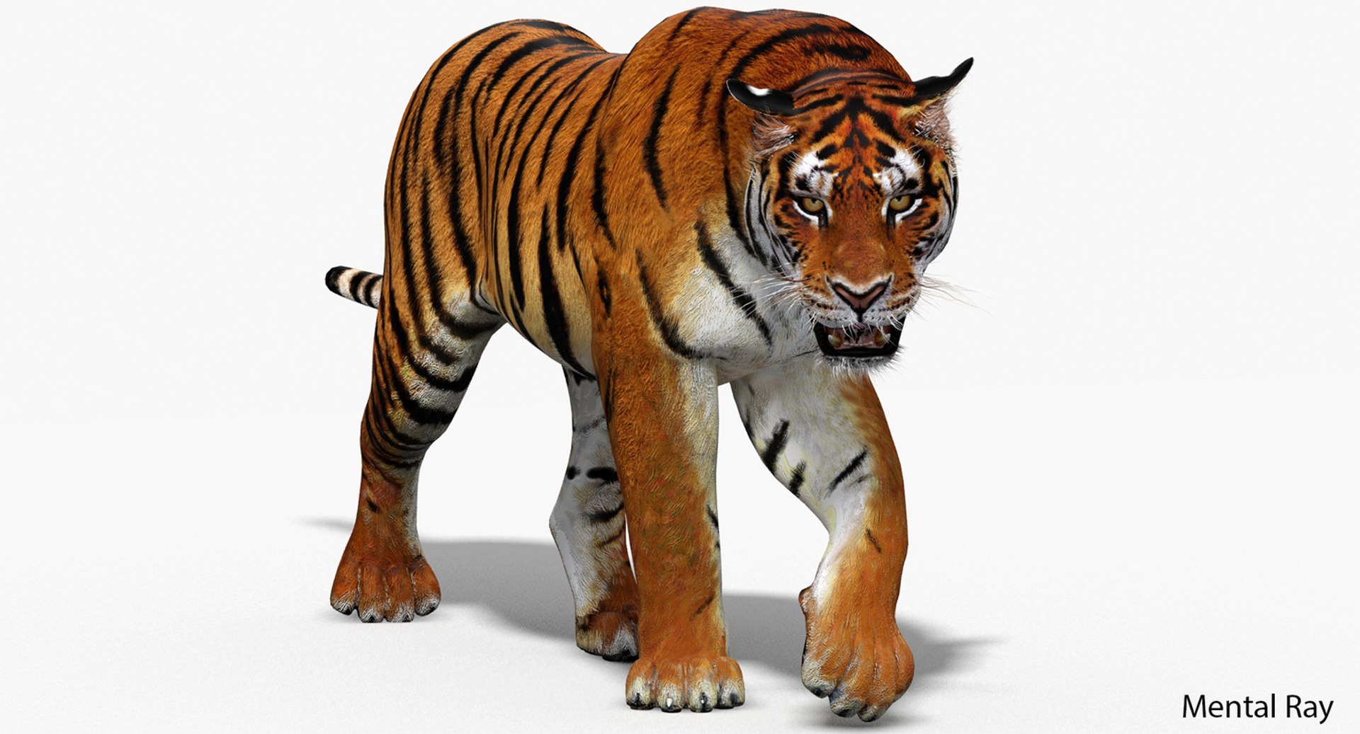 3D Tiger Animation - TurboSquid 1252636