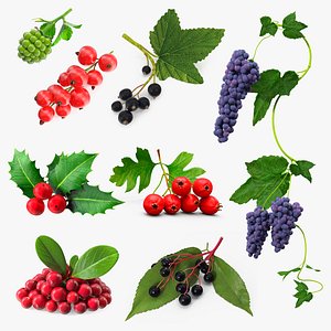 tree branches collection