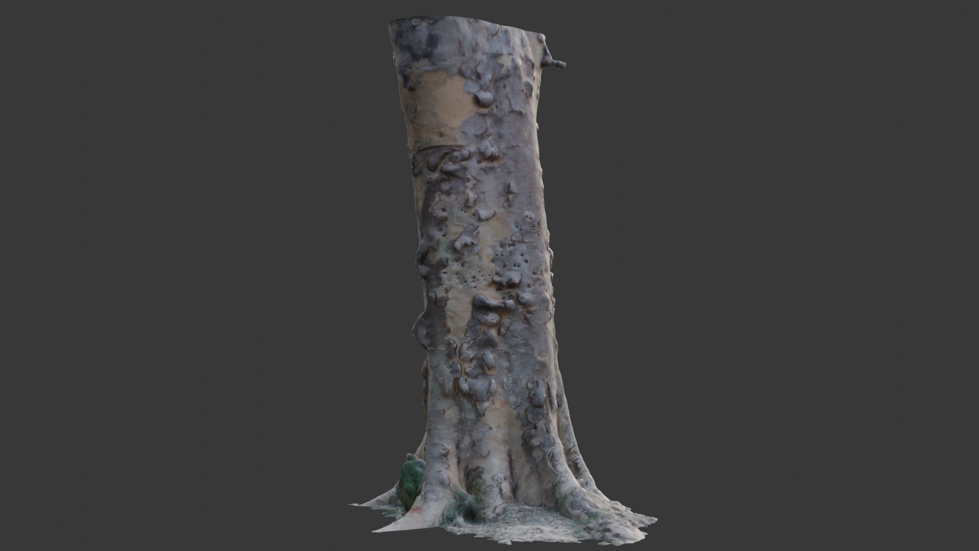 Tree Trunk Scan Model - TurboSquid 2436034