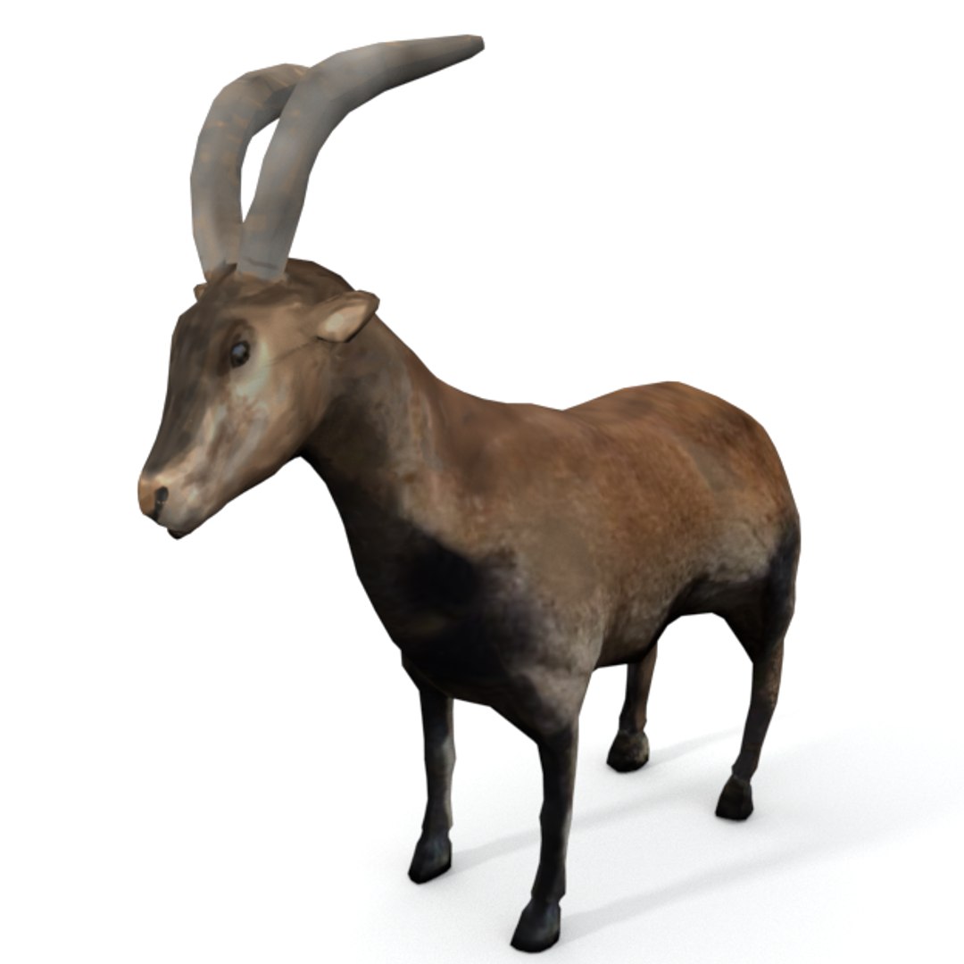 Goat 3D Model - TurboSquid 1316775