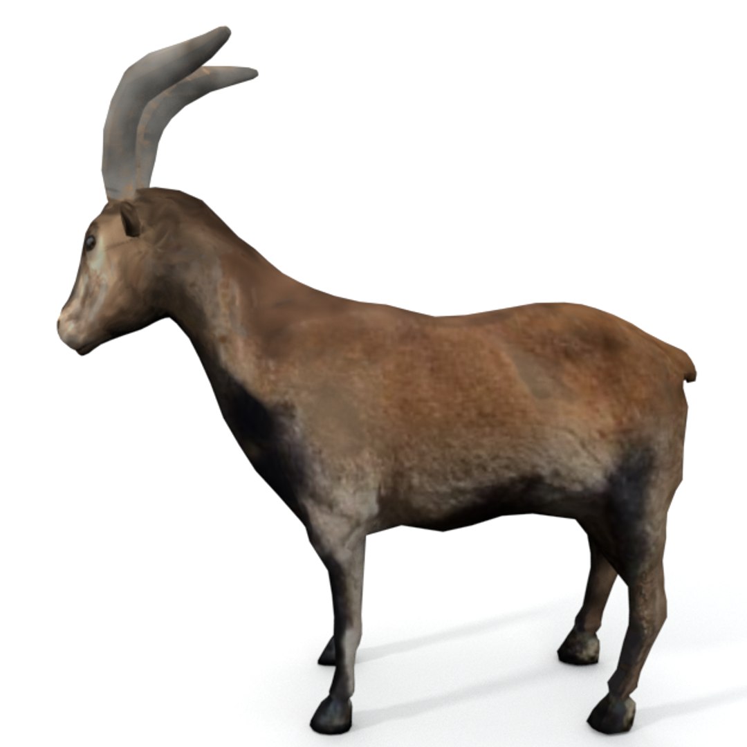 Goat 3D Model - TurboSquid 1316775