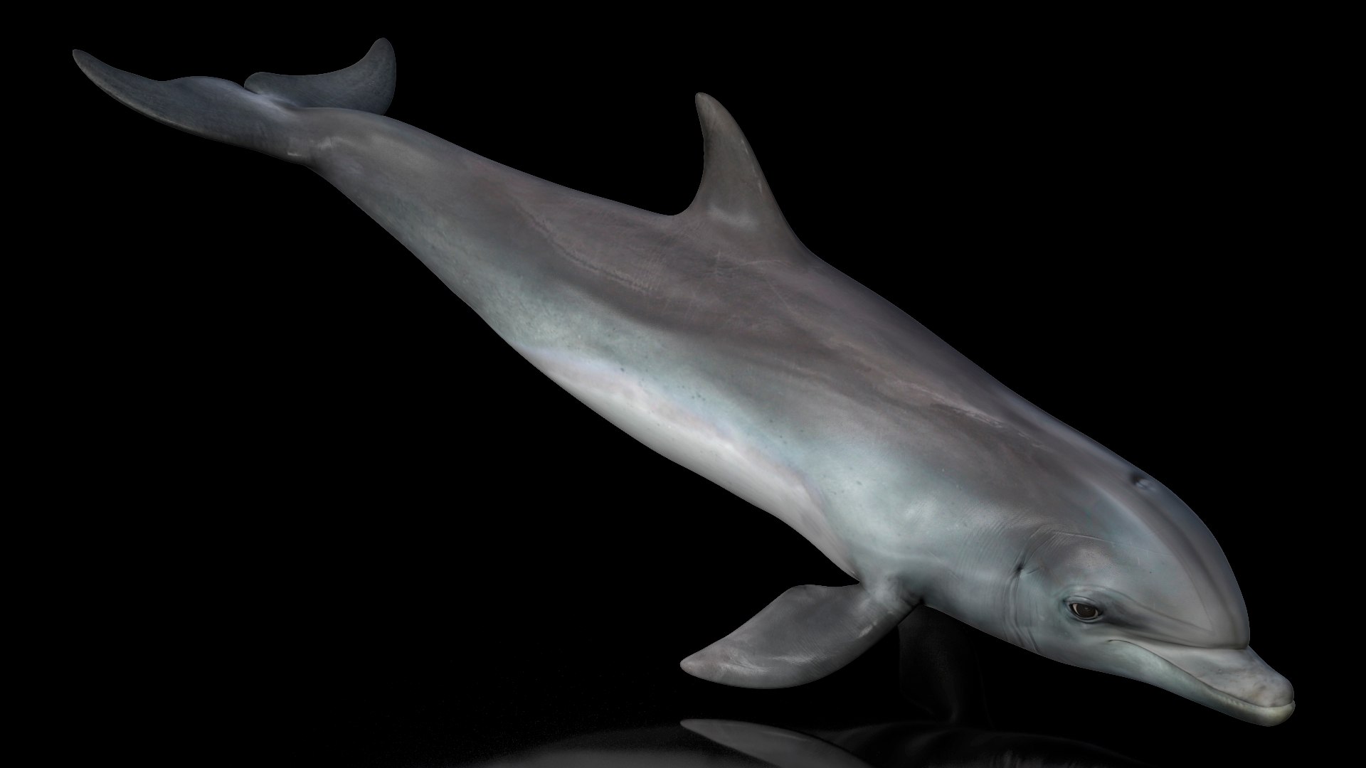 3D Dolphin Swimming And Jumping Animated for Cinema 4D - TurboSquid 2138067