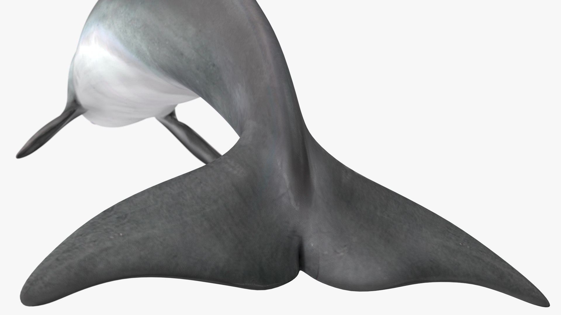 3D Dolphin Swimming And Jumping Animated For Cinema 4D - TurboSquid 2138067