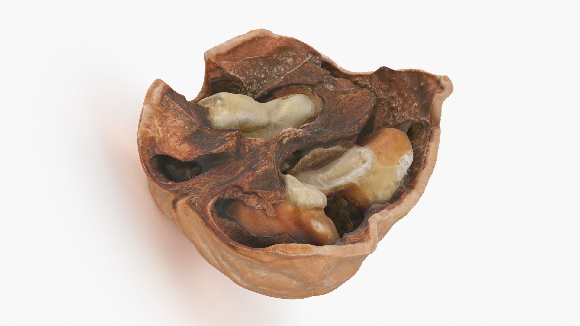 Open Half Walnut Shell 03 3D - TurboSquid 2017277