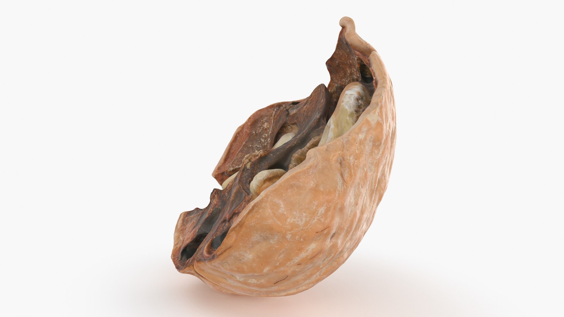 Open Half Walnut Shell 03 3D - TurboSquid 2017277