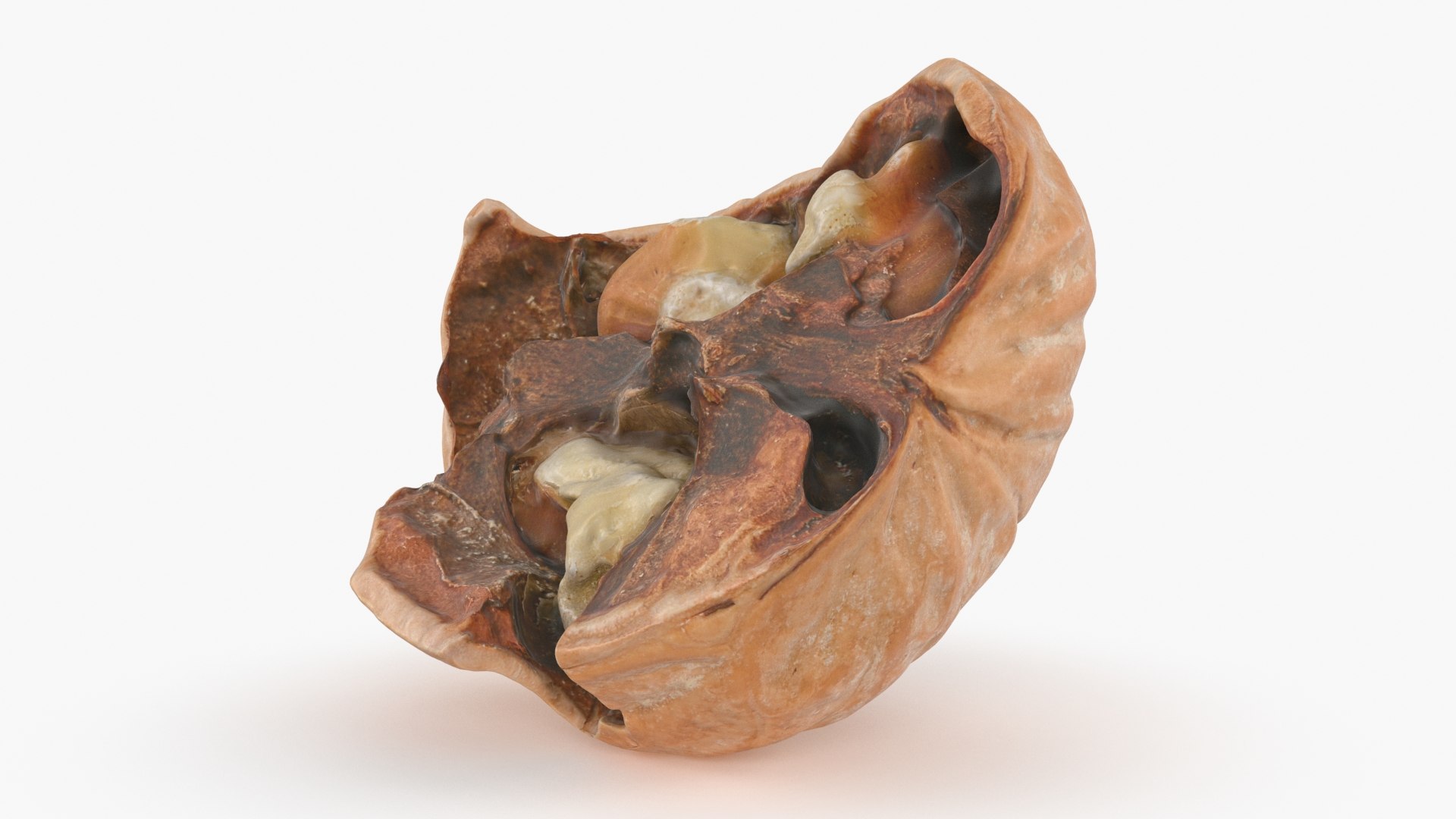 Open Half Walnut Shell 03 3D - TurboSquid 2017277