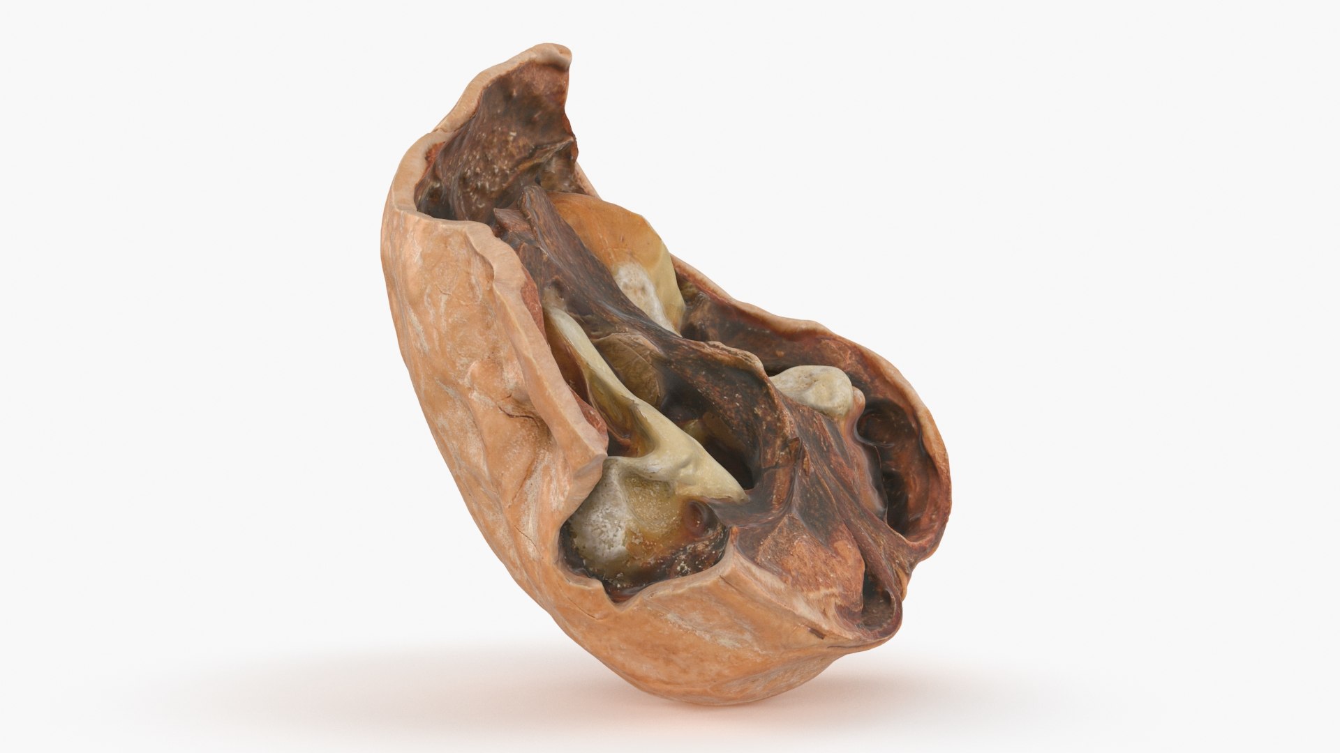 Open Half Walnut Shell 03 3D - TurboSquid 2017277
