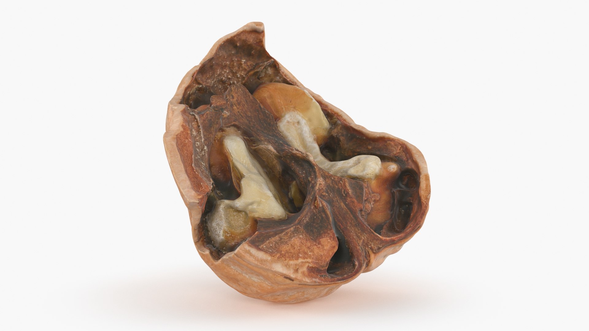 Open Half Walnut Shell 03 3D - TurboSquid 2017277