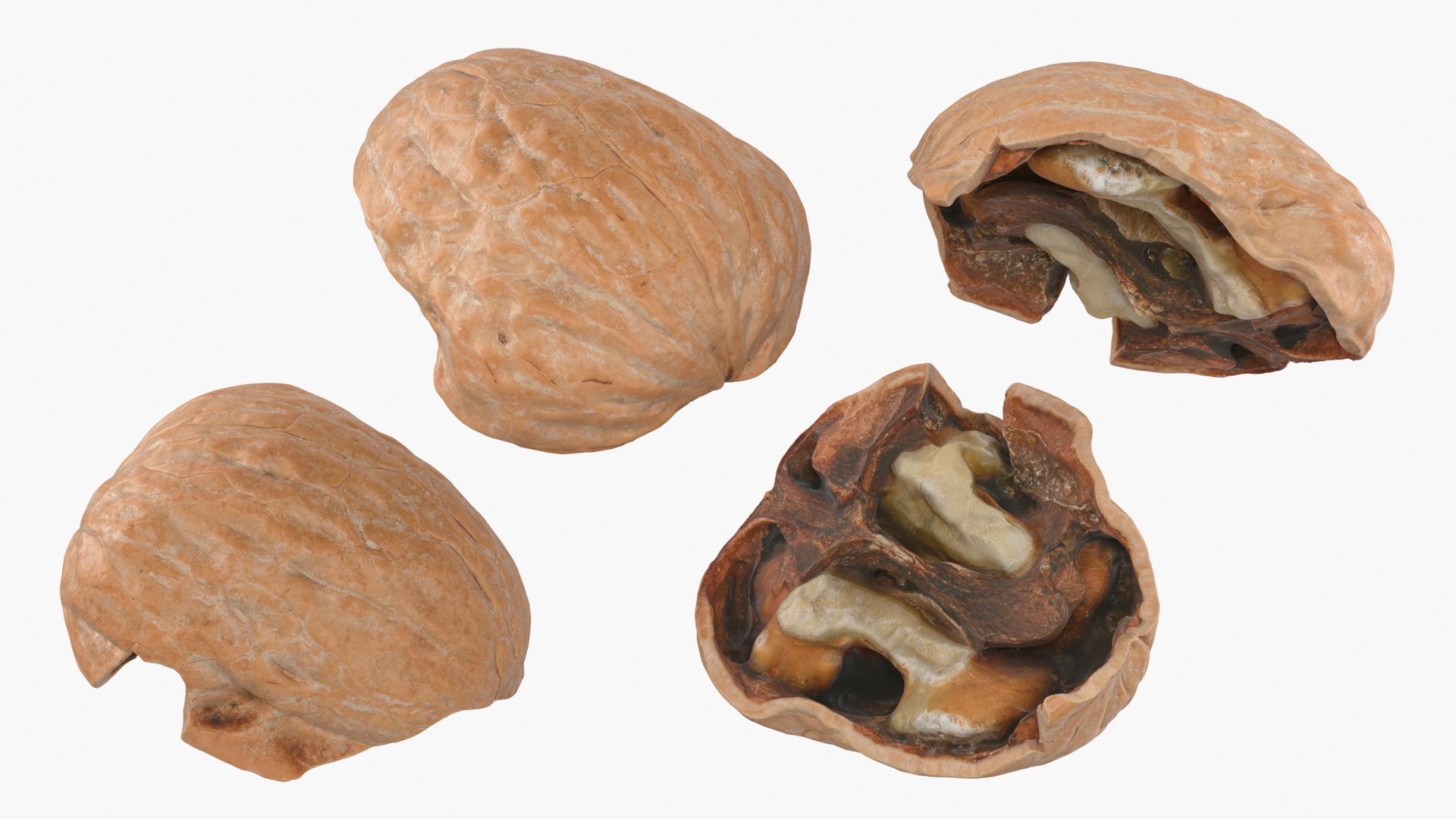 Open Half Walnut Shell 03 3D - TurboSquid 2017277