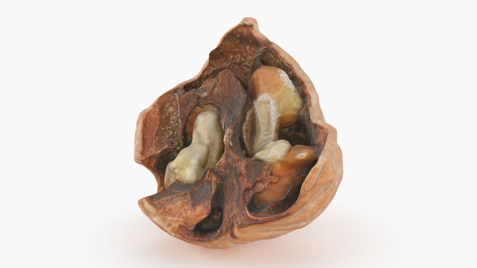 Open Half Walnut Shell 03 3D - TurboSquid 2017277