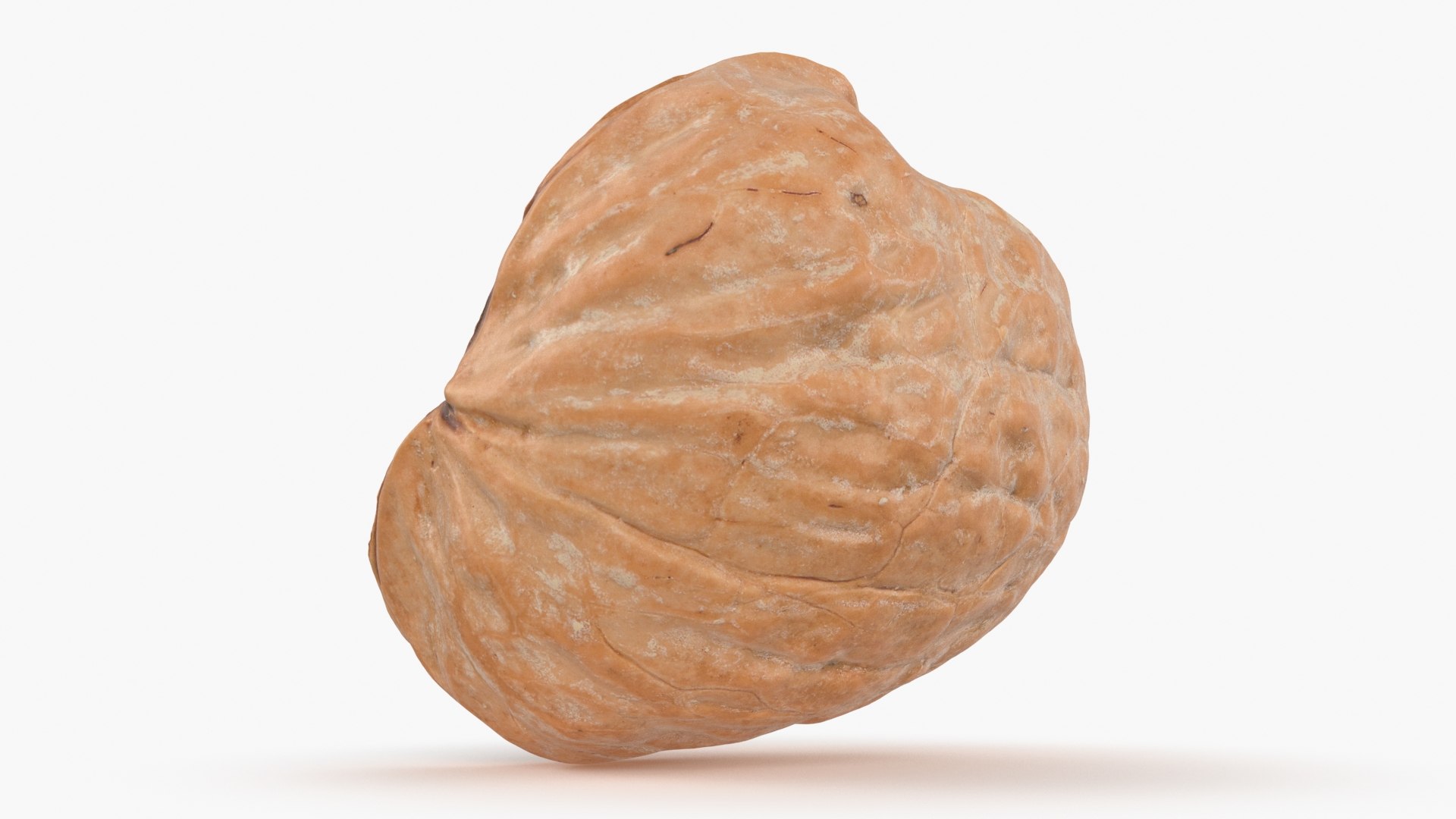 Open Half Walnut Shell 03 3D - TurboSquid 2017277