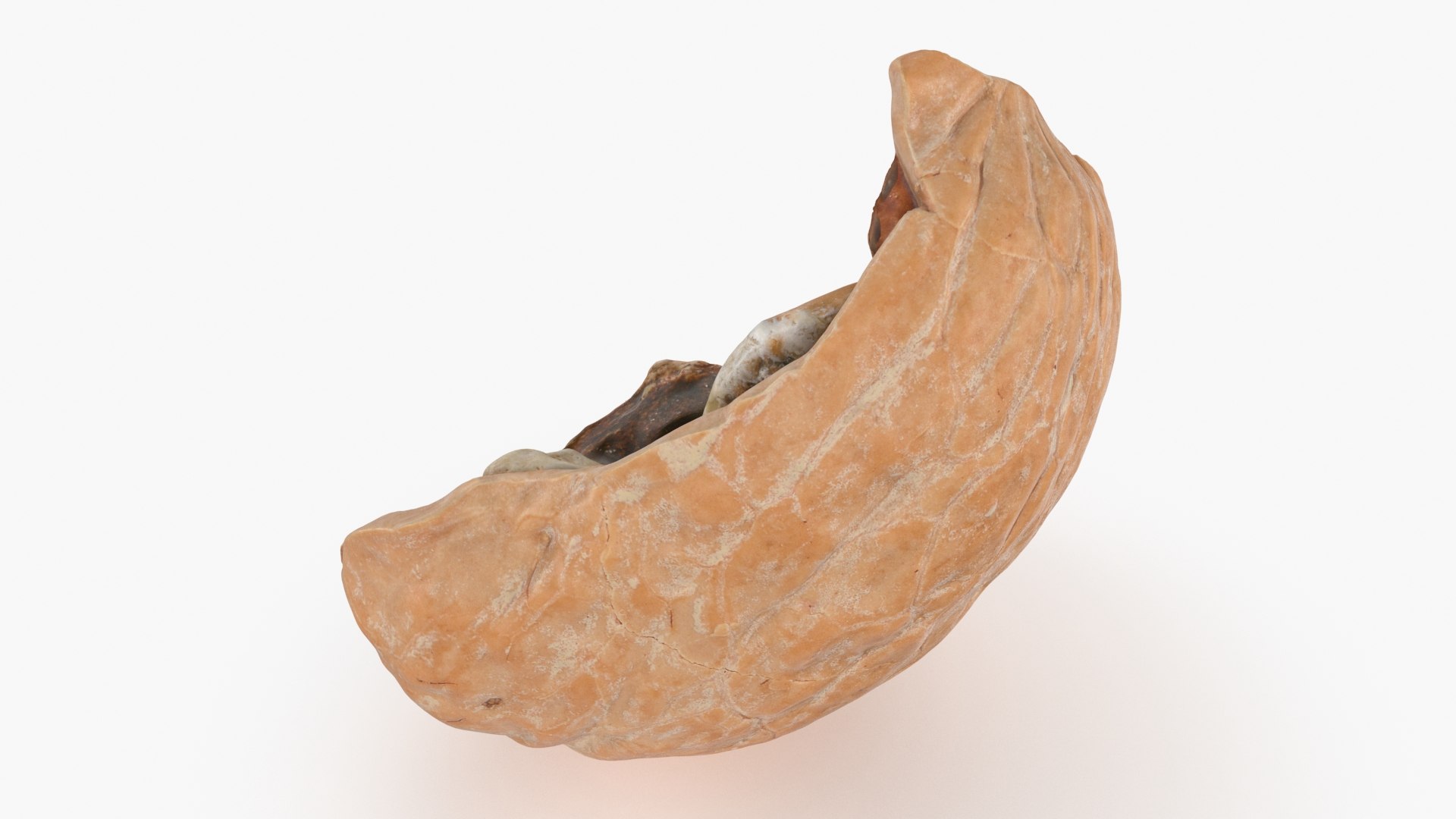 Open Half Walnut Shell 03 3D - TurboSquid 2017277