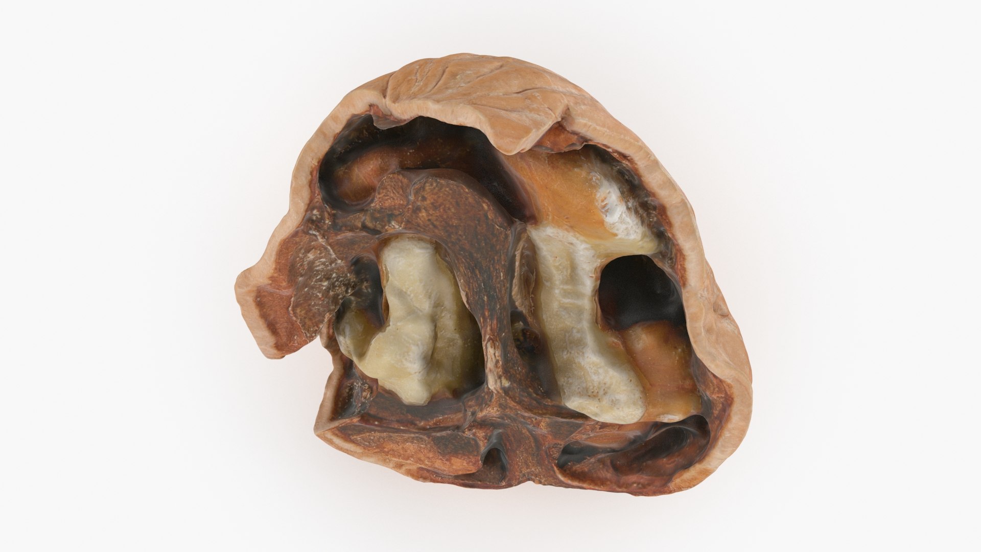 Open Half Walnut Shell 03 3D - TurboSquid 2017277