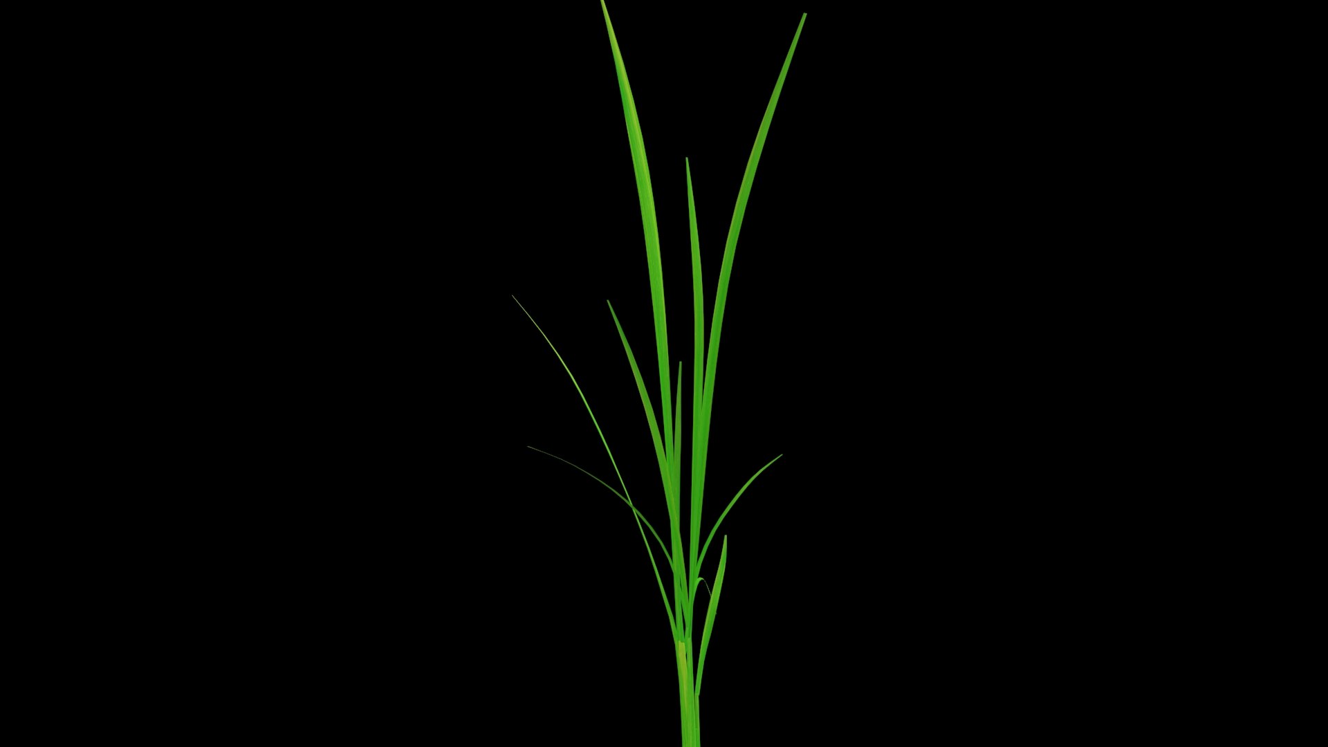 PADDY PLANT 3 TEXTURE MAX 2012 3D - TurboSquid 2089283