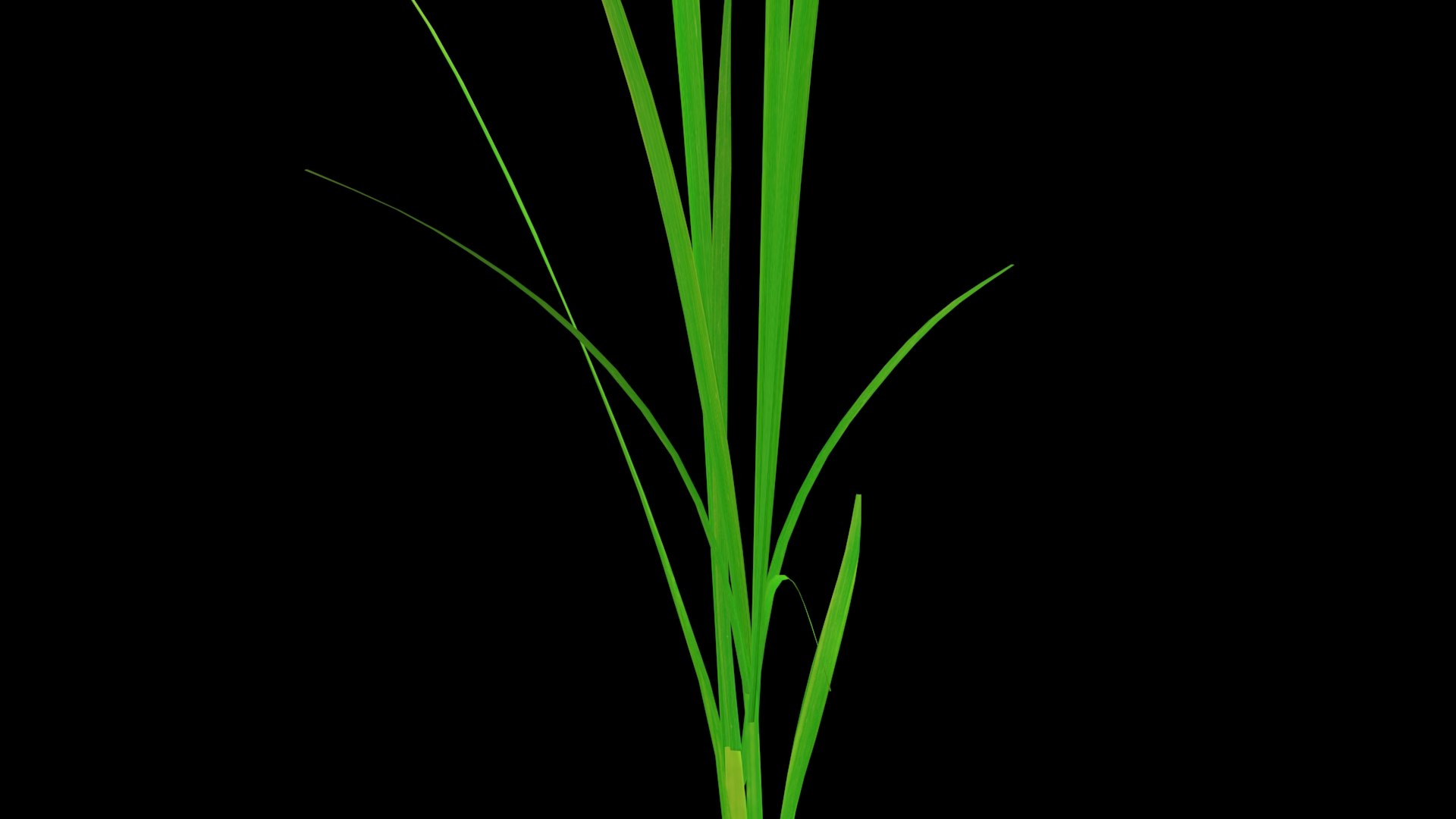 PADDY PLANT 3 TEXTURE MAX 2012 3D - TurboSquid 2089283