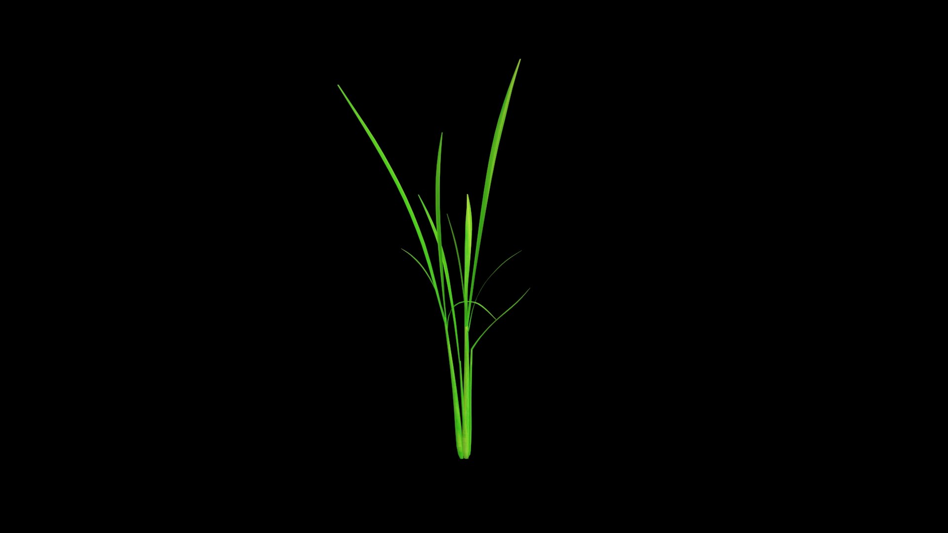 PADDY PLANT 3 TEXTURE MAX 2012 3D - TurboSquid 2089283
