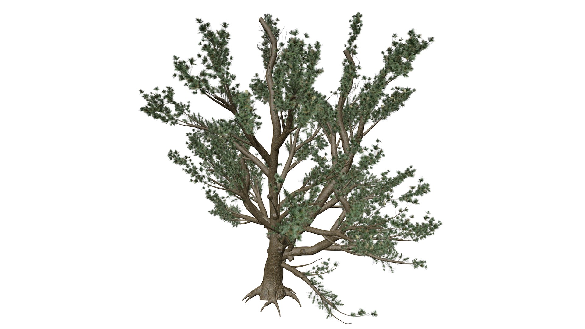 Cedar Of Lebanon Tree Collection 3D Model - TurboSquid 2378767