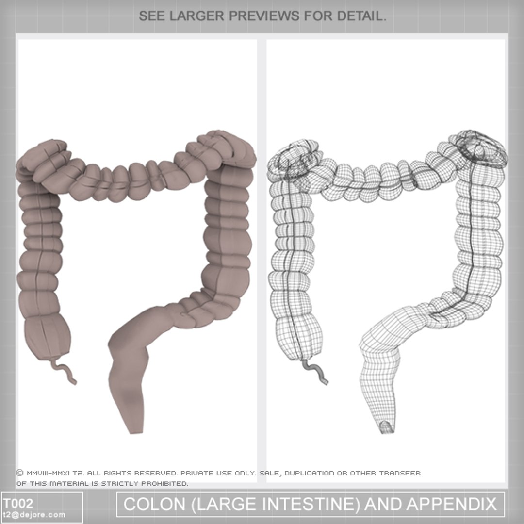 3d Human Digestive Colon