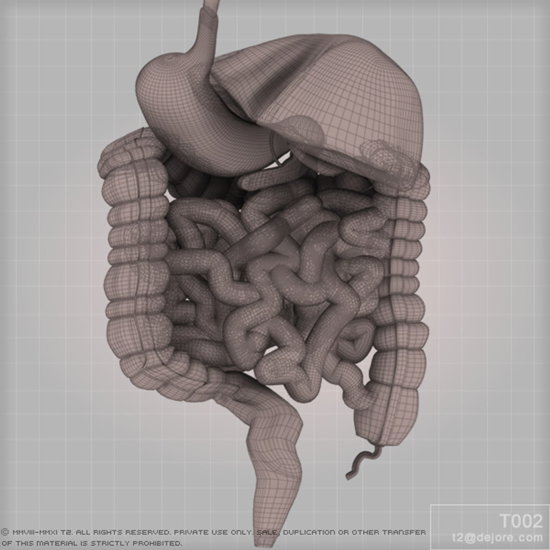 3d Human Digestive Colon