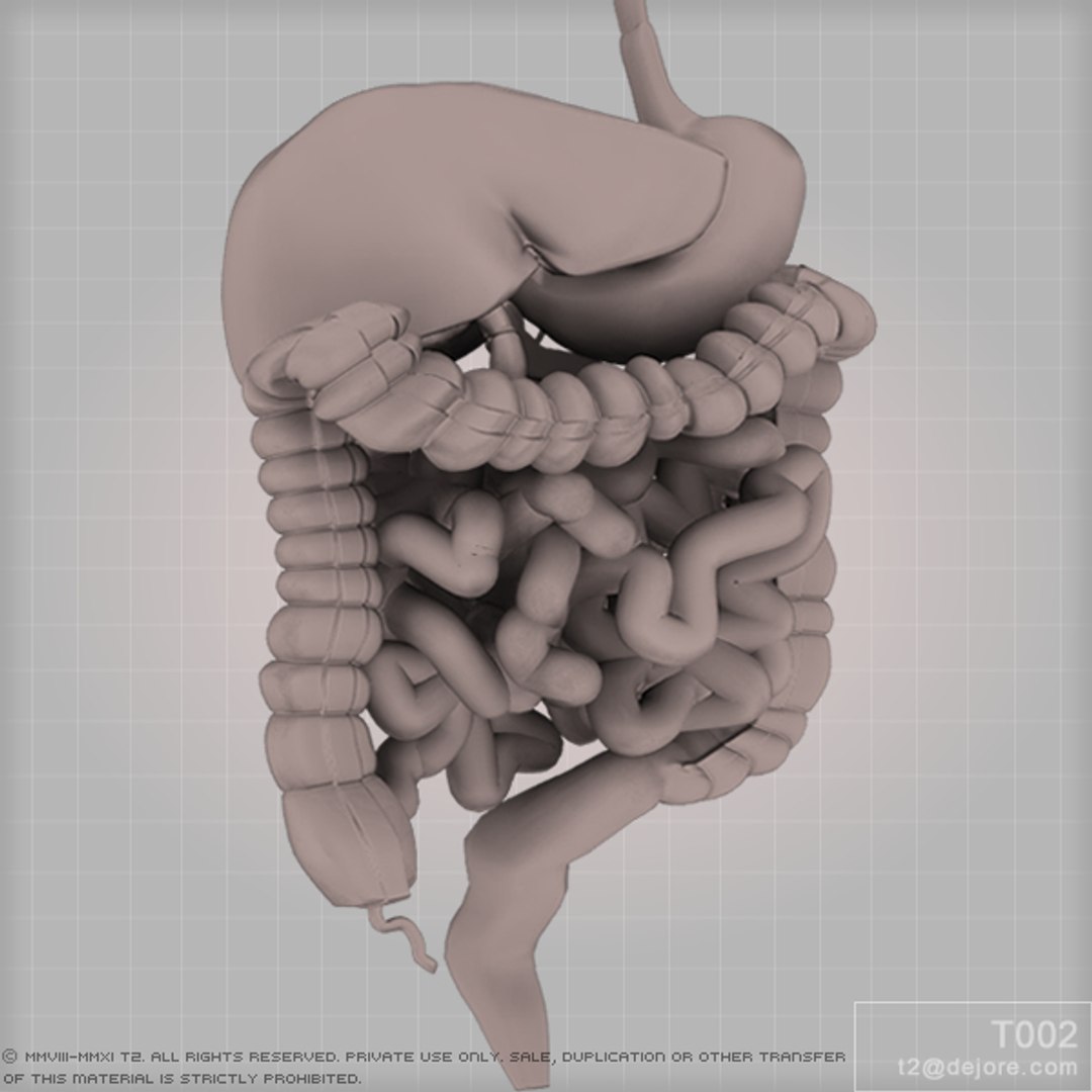 3d Human Digestive Colon