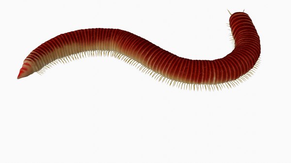 Worm 3D Models for Download | TurboSquid