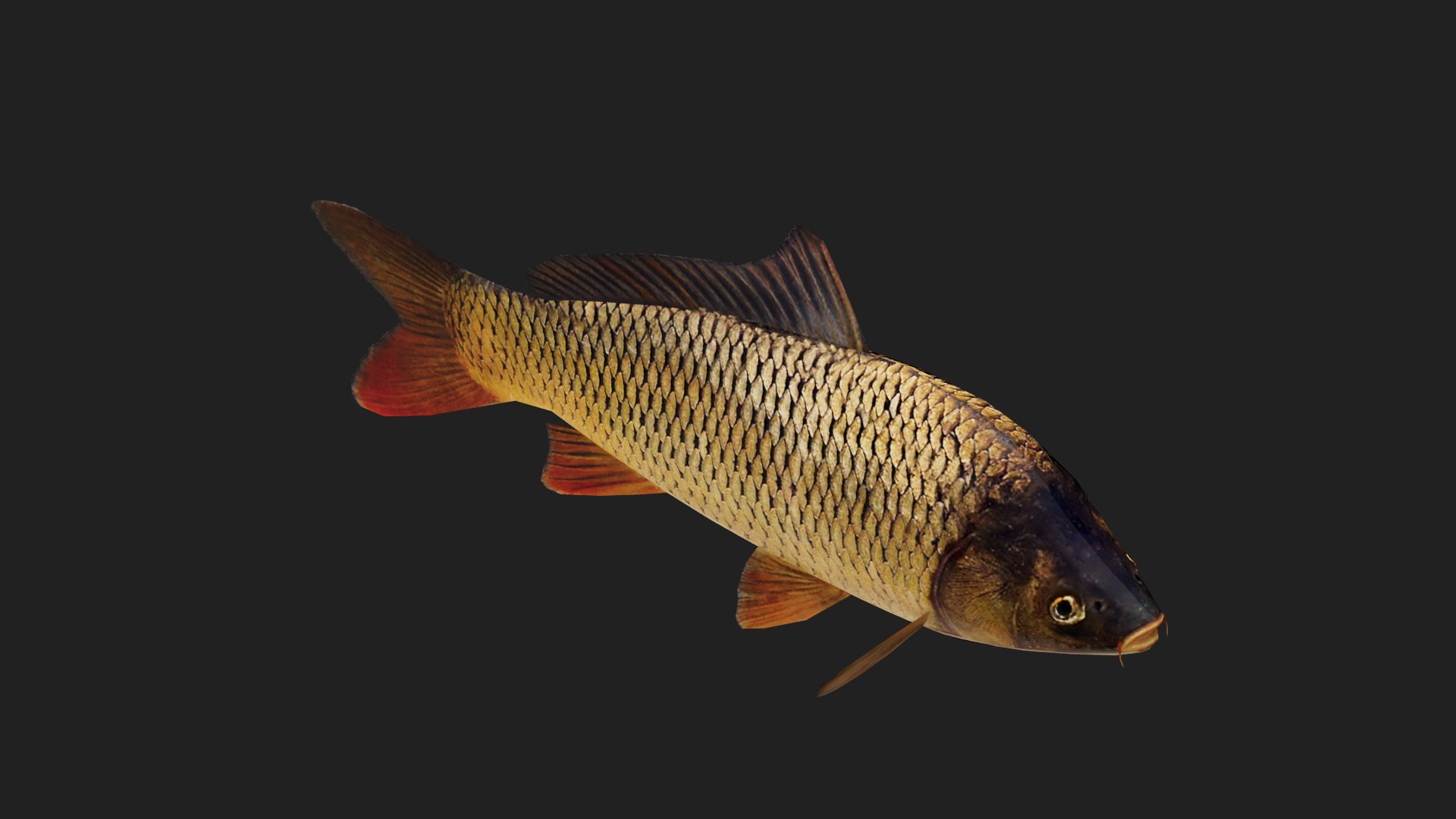 Carp 3D - TurboSquid 2123248
