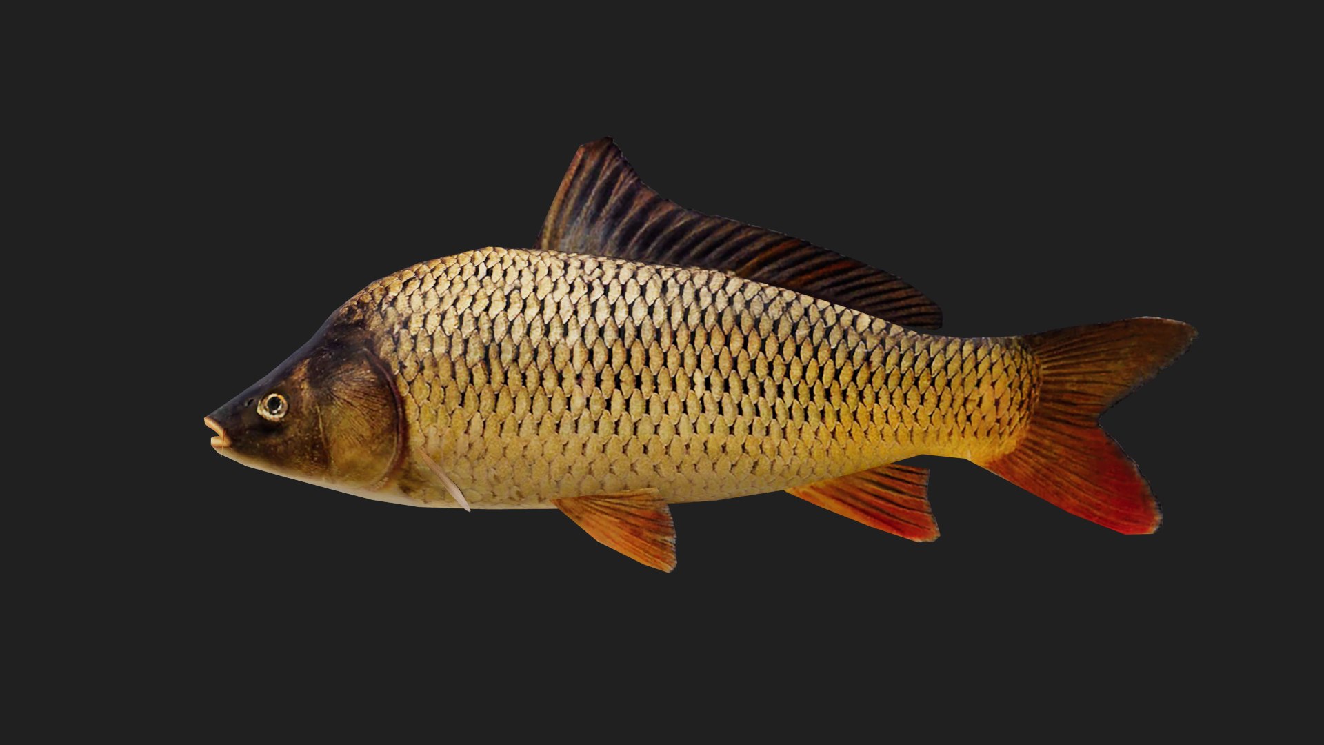 Carp 3D - TurboSquid 2123248